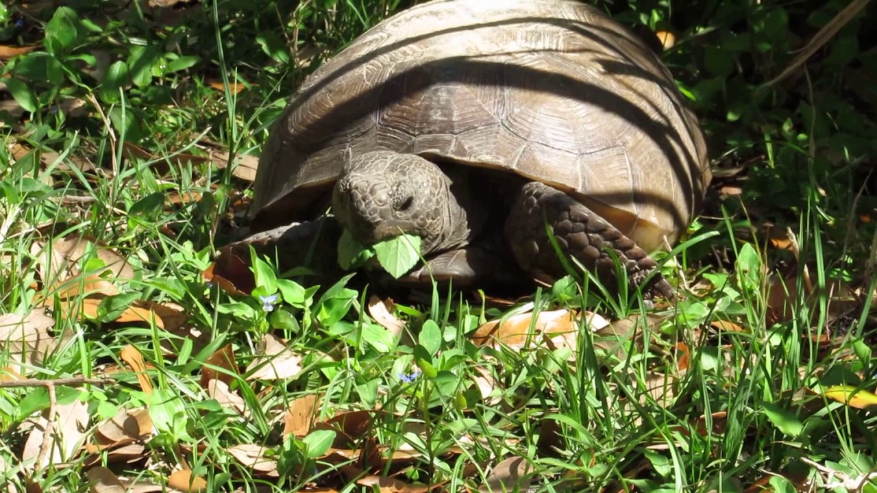 gopher tortoise walks to favorite food spot - YouTube