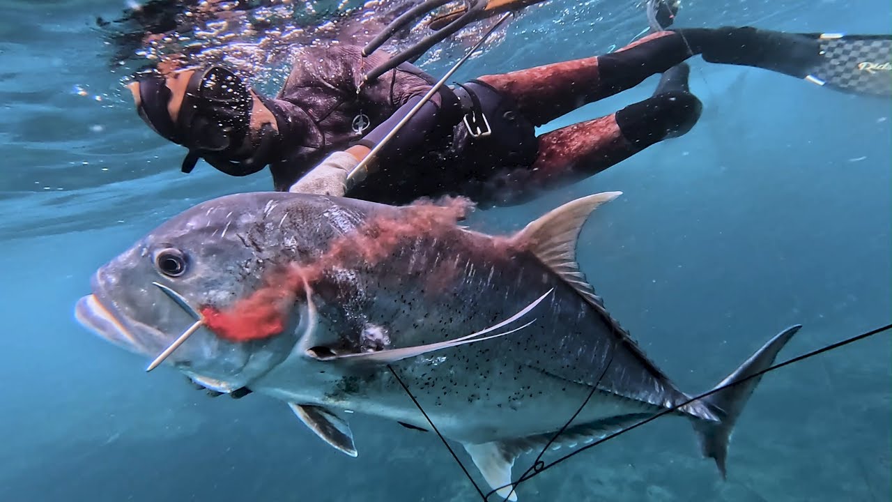 Spearfishing trip 3 jam, hunting big gt - YouTube