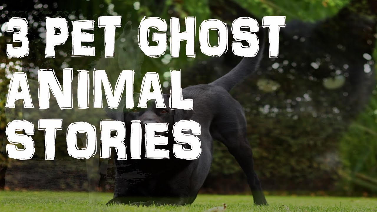 3 Pet Ghost Animal Stories - YouTube