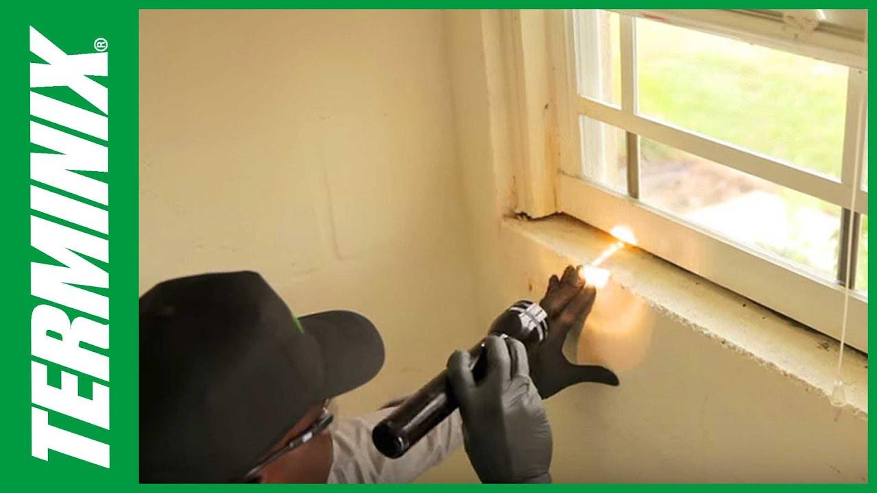 Our Guarantee: How to Get Rid of Bugs in Your House with Terminix - YouTube