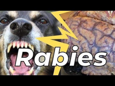 RABIES | SHORT VIDEO | PANDEY_MEDI_MANTRA . - YouTube