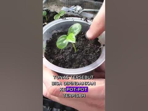 CARA MUDAH MENANAM MARKISA DARI BIJI #faktaunik #ilmupengetahuan #faktamenarik - YouTube