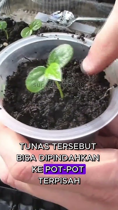CARA MUDAH MENANAM MARKISA DARI BIJI #faktaunik #ilmupengetahuan #faktamenarik - YouTube