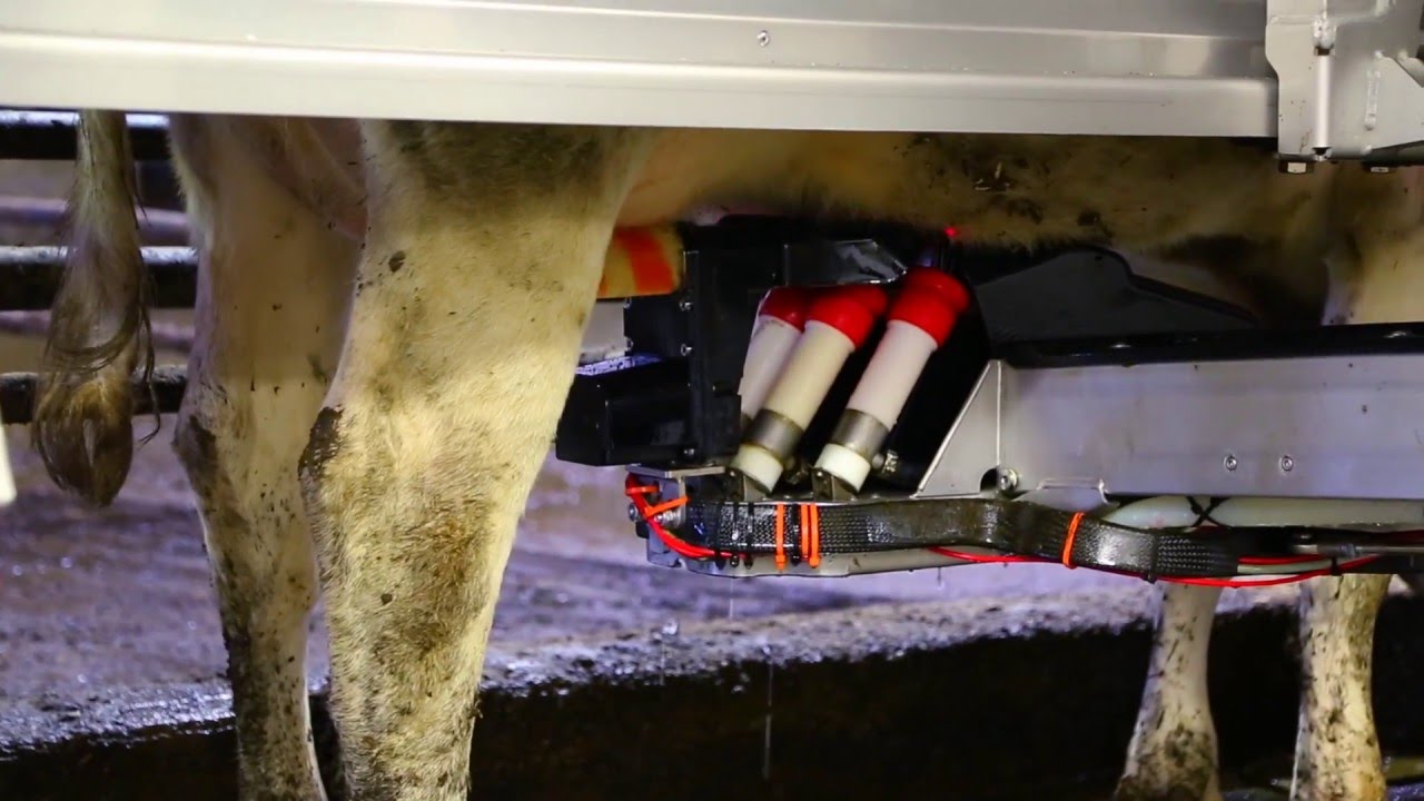 Astronaut A4 milking robot– River Ridge Dairy Testimonial (United ...