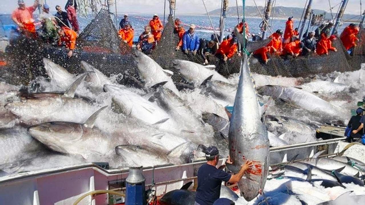 How Modern Fishing Boats Catch Thousands of Giant Tuna with Trawl at ...