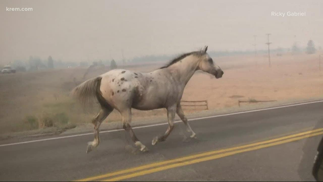 Horses escape after Nespelem fire breaks out in Okanogan County - YouTube