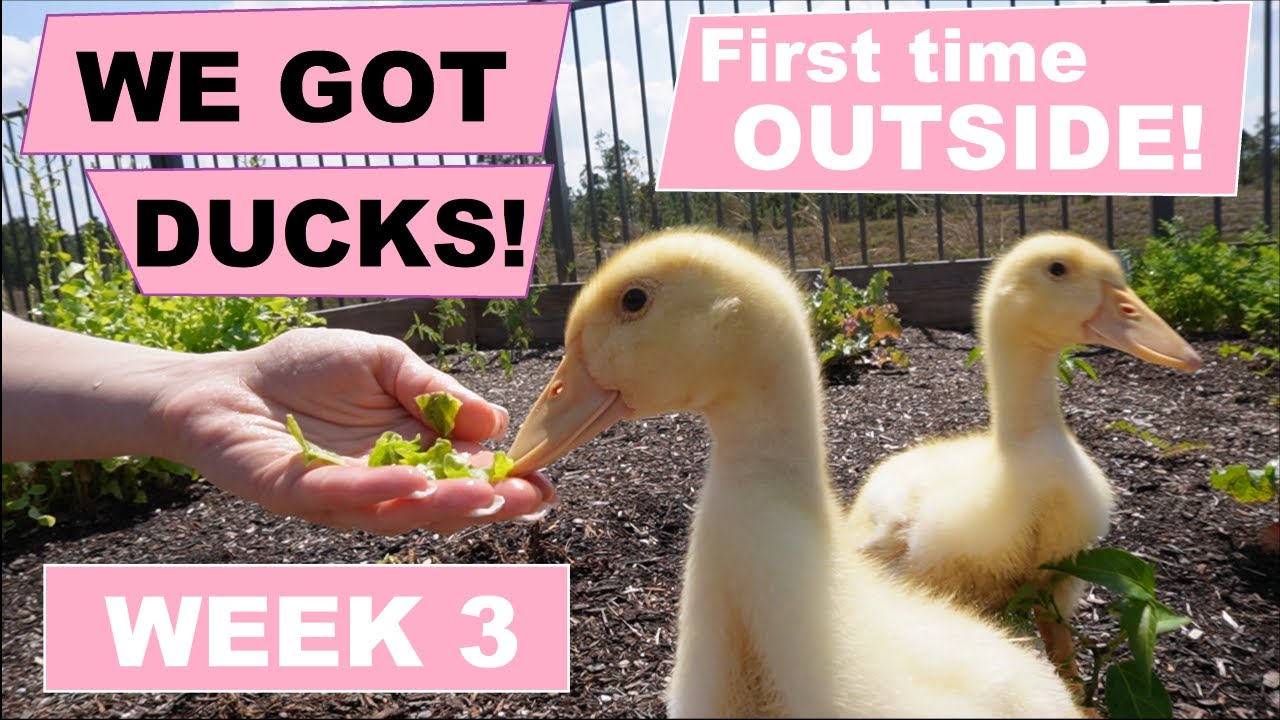 WE GOT DUCKS! (Week 3) - YouTube