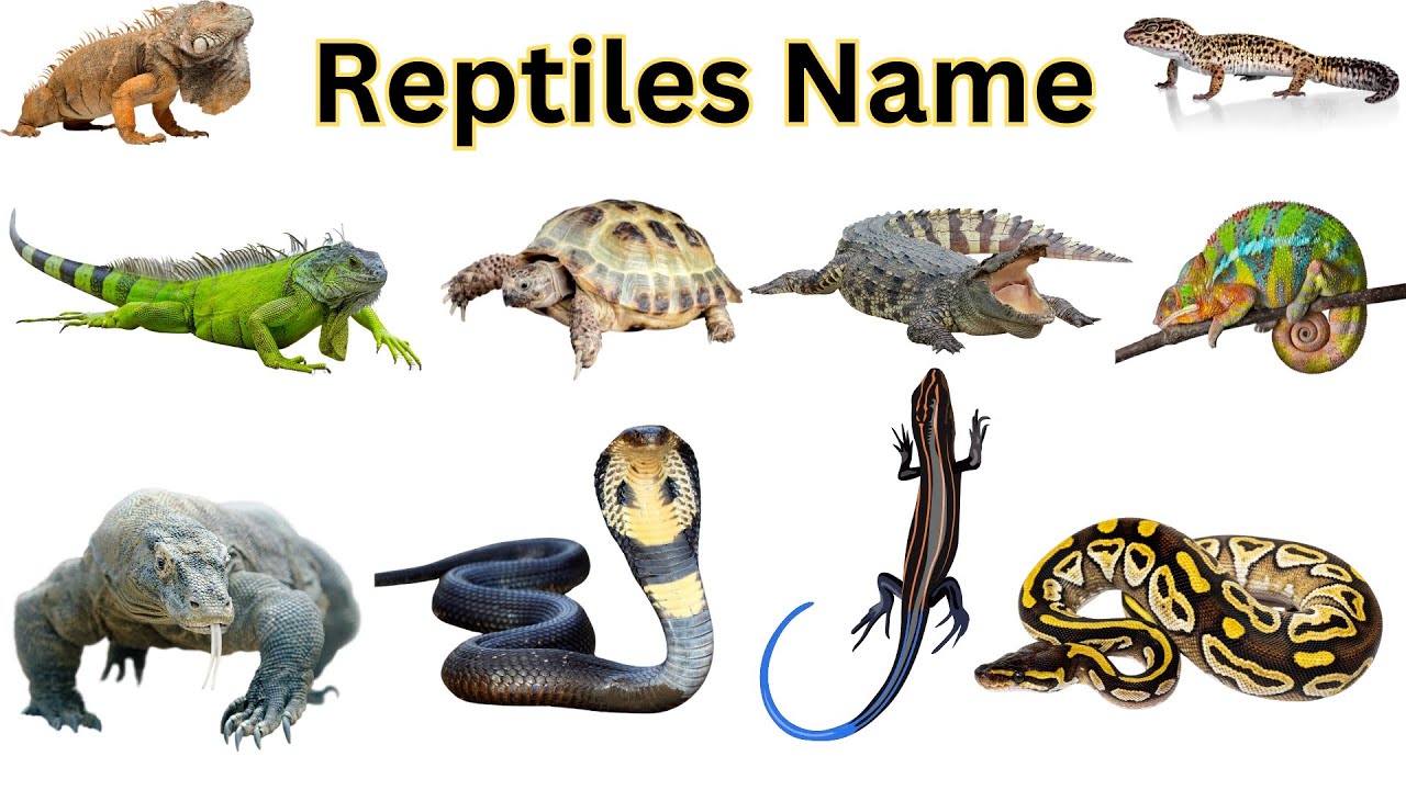 20 REPTILES | Learn Reptile Names with Pictures - YouTube