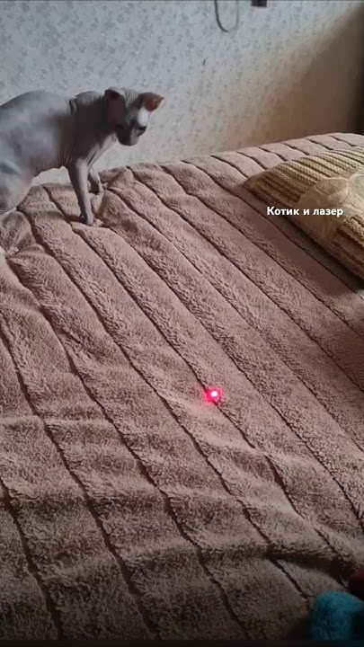 😸Лапки котика ,Алиса включи мультик,завтрак. - YouTube