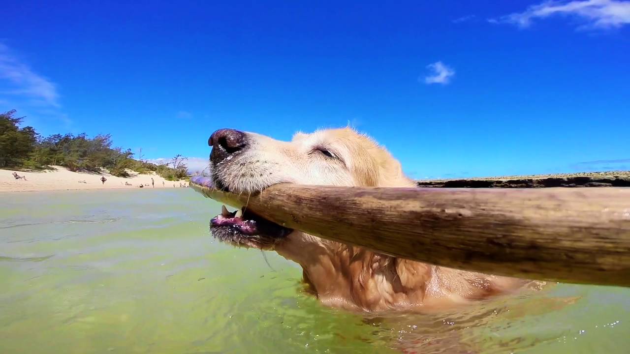 GoPro- Mango the Golden Retriever swimming at beach - YouTube