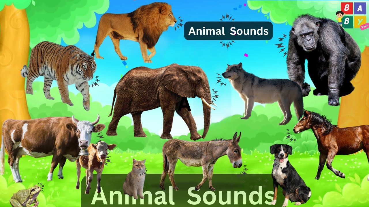 Animals Sounds | How animal sounds | Bird Sounds - YouTube