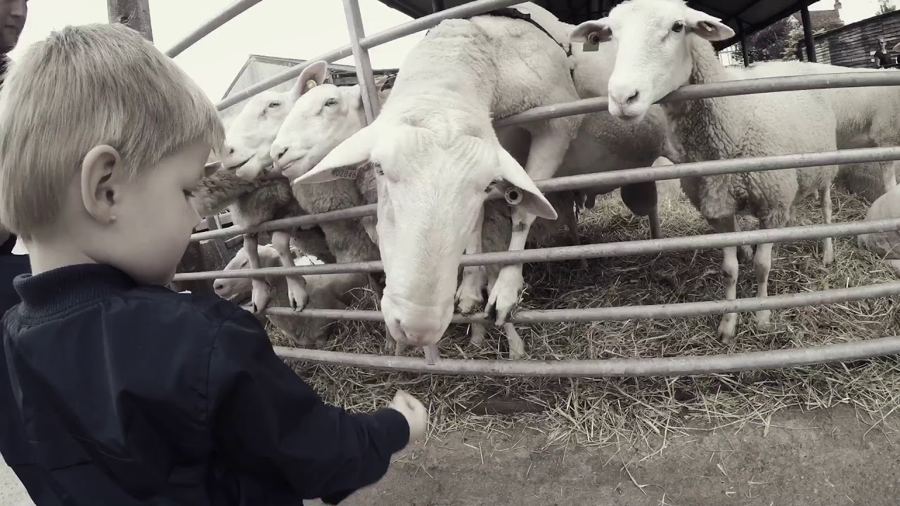 Boydells Dairy Farm, Braintree - YouTube