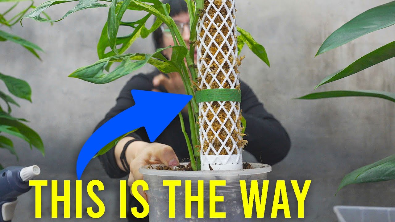 How To Properly Mount Aroids Onto Poles - YouTube