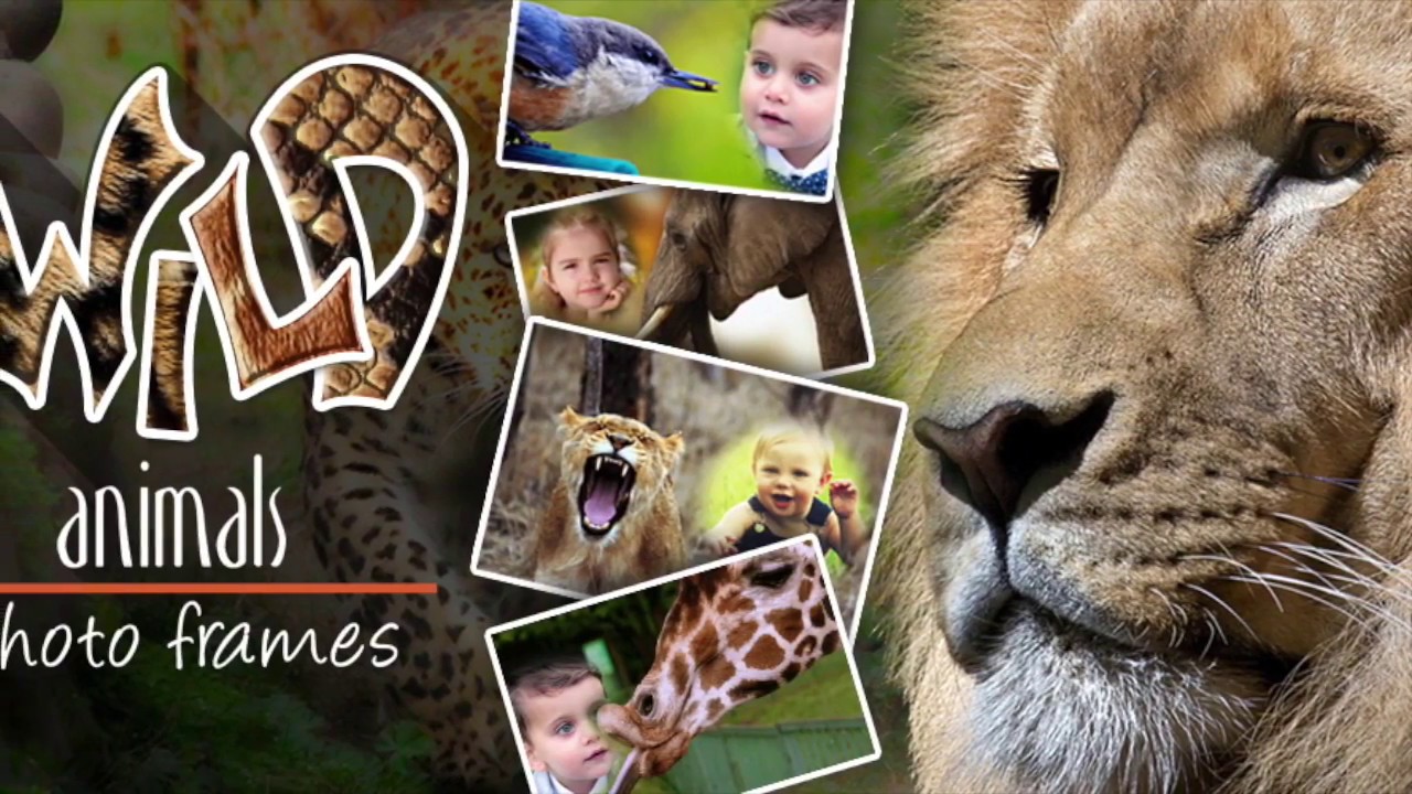 Wild Animal Photo Frame Video - YouTube