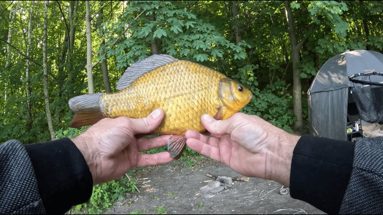 ЗОЛОТИЙ КАРАСЬ вимираючий ВИД.Готую ПЛОВ в КАЗАНІ на ВОГНИЩІ🤤😅 - YouTube