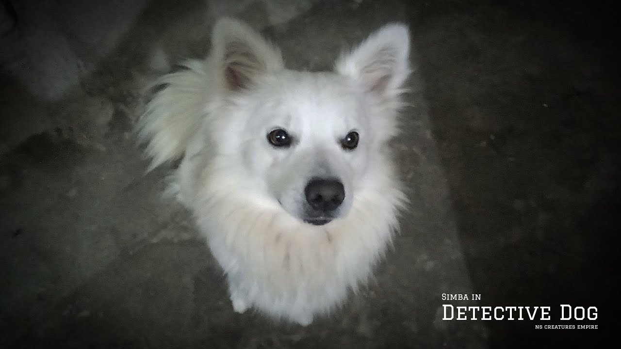 Detective Dog Teaser | NS Creatures Empire - YouTube