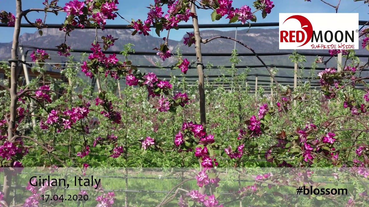 RED MOON Blüte/Blossom/Fioritura 2020 - YouTube
