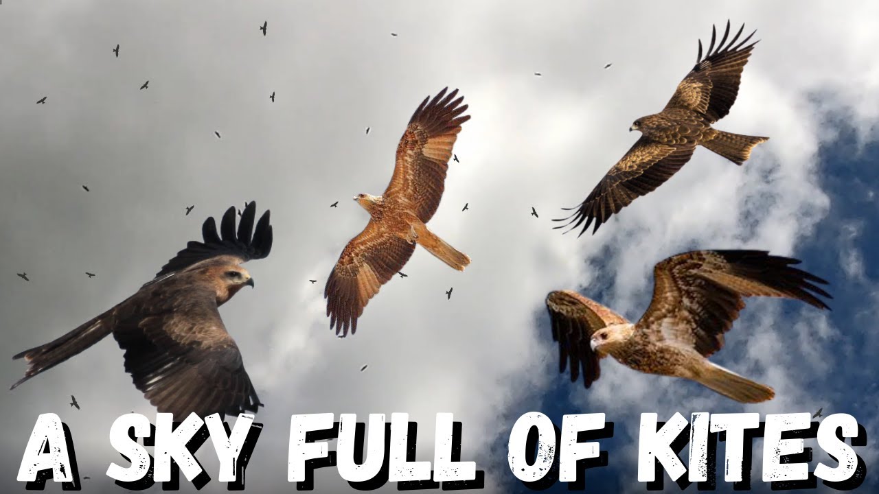 A Sky Full of Kites + Tree Kangaroos - YouTube
