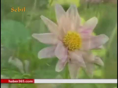 Adem Pala - Geleceğim (Sebil Tv)