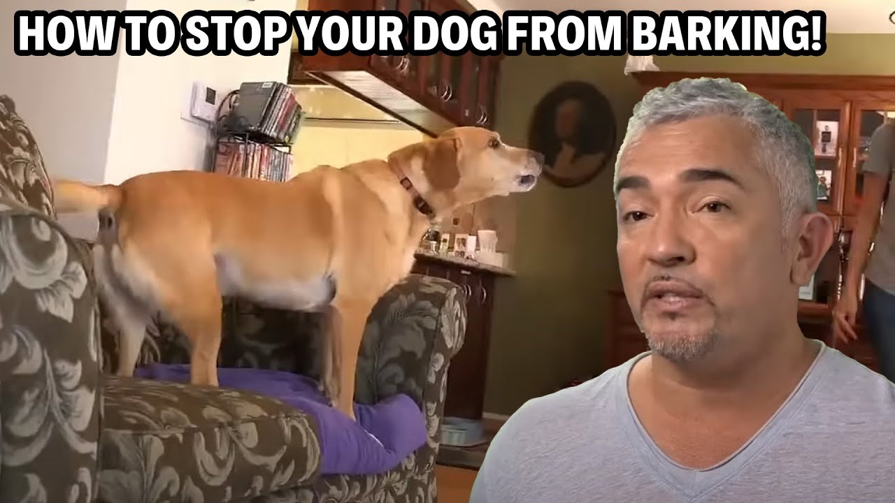 Golden Menace: The Family-Friendly Dog Turned Nightmare! | Cesar 911 ...