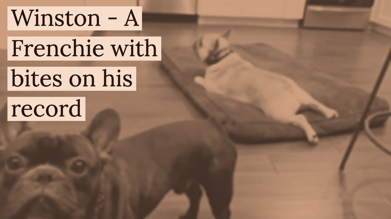 Winston - A Frenchie with multiple bites on his record - YouTube