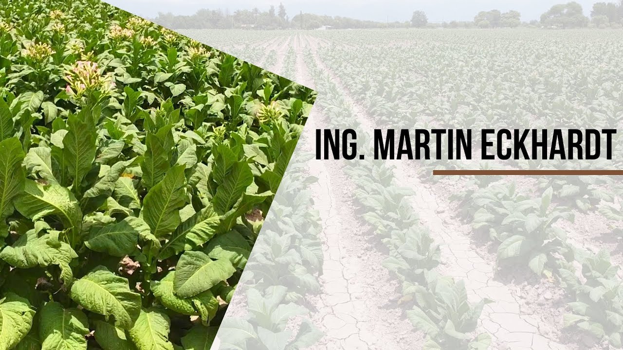 1º CONVERSATORIO "POR MÁS Y MEJOR TABACO" - MARTIN ECKHARDT - YouTube