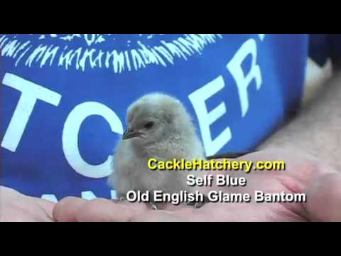 Self Blue Old English Game Bantam Chicken Breed - YouTube