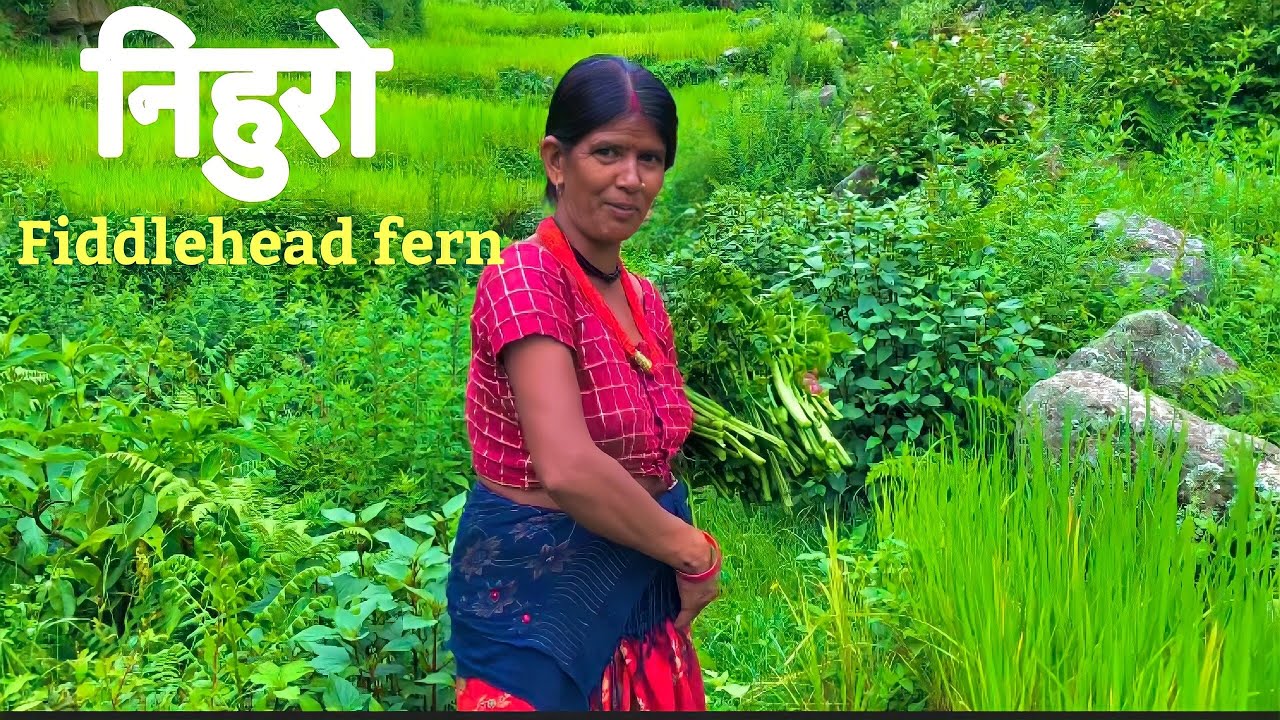 Fiddlehead fern Hunt at AchhamJungle|निउरो खोज्दै अछाम जङ्गलमा||Nepali ...