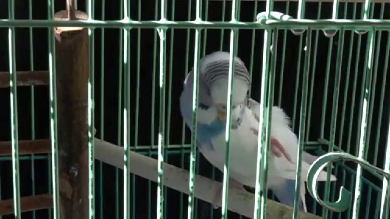 Parakeet scratching head 1000 FPS High speed slow motion photography ...