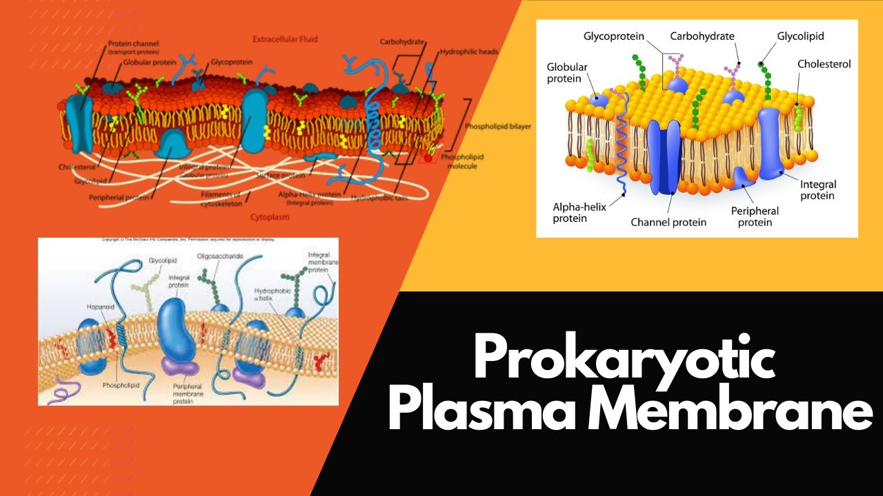 Prokaryotic Plasma Membrane | plasma membrane structure | plasma ...