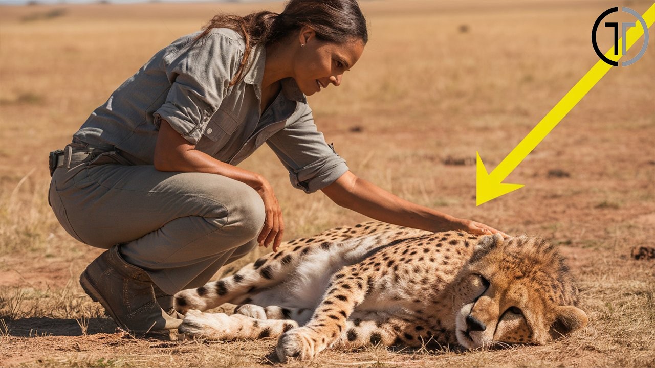 Woman Decided to Help the Sick CHEETAH, What Happened After will SHOCK ...