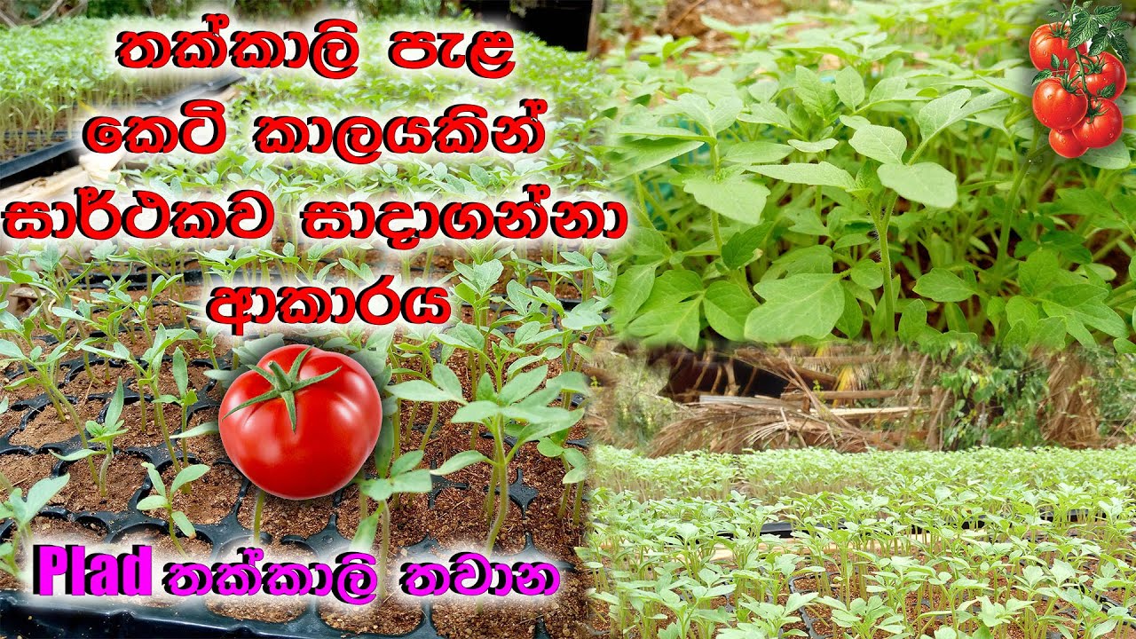 තක්කාලි පැළ සාදා ගන්නා ආකාරය | Thakkali Plad Thawana | Thakkali Pala ...