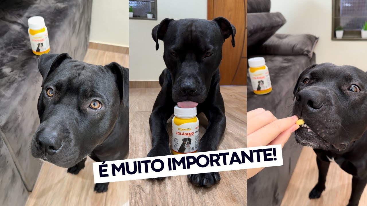 7 motivos para oferecer COLÁGENO ao seu cachorro | Organnact - YouTube