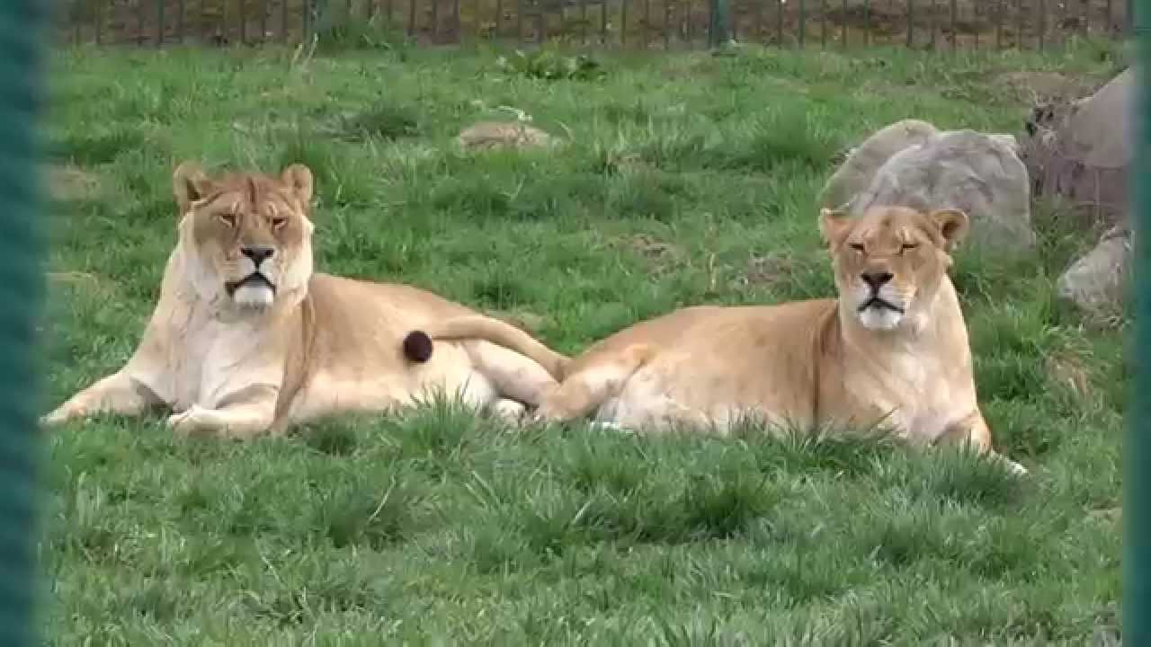 Beautiful lions in Bucov Zoo, Romania - YouTube