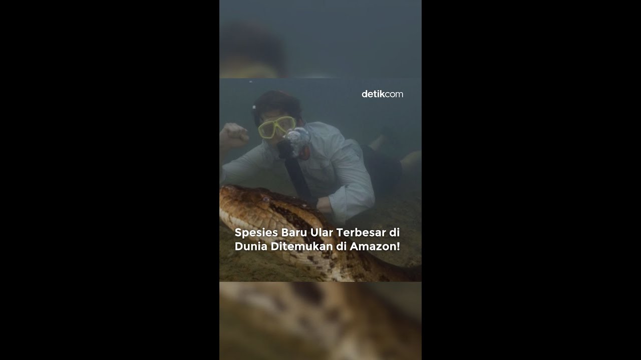 Spesies Baru Ular Terbesar di Dunia Ditemukan di Amazon - YouTube