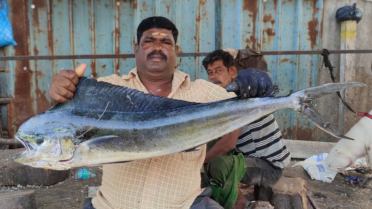 8 kg biggest mahi mahi fish cutting🔥🔪incredible fastest fish cutting ...