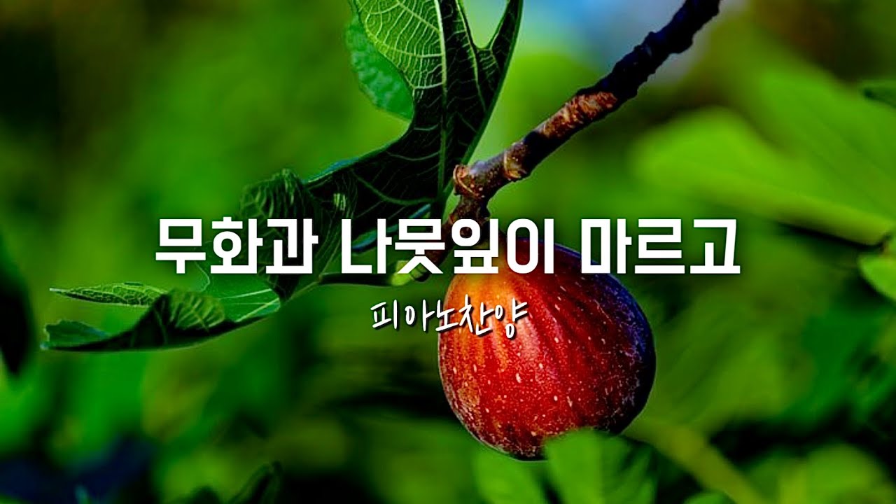 무화과 나뭇잎이 마르고 피아노찬양 Youtube