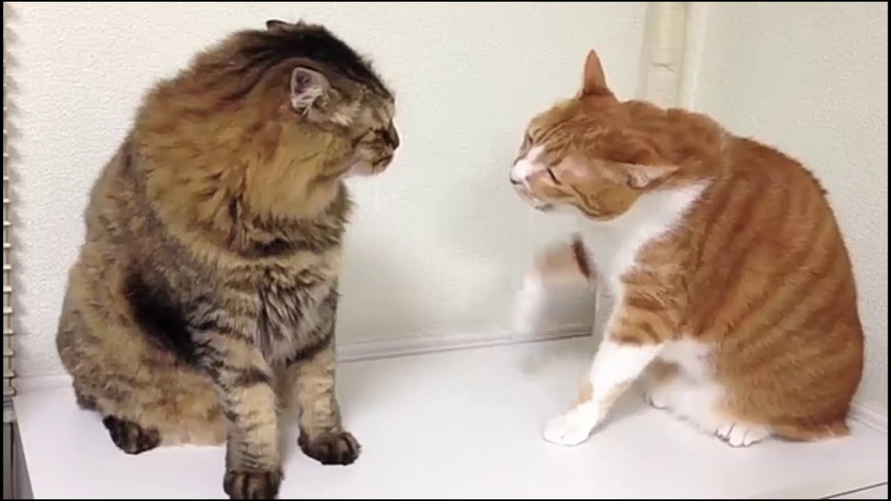 GATOS ENGRAÇADOS, tente não rir! - YouTube