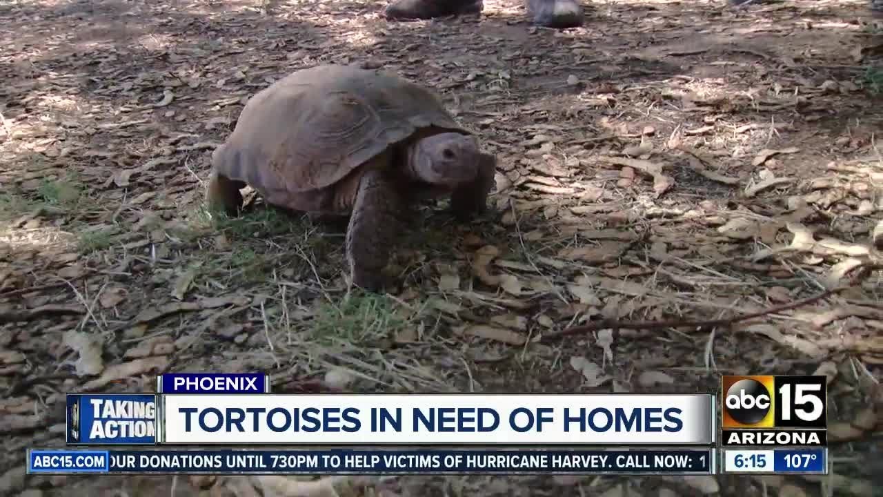 Looking to adopt a desert tortoise? 75 up for adoption! - YouTube