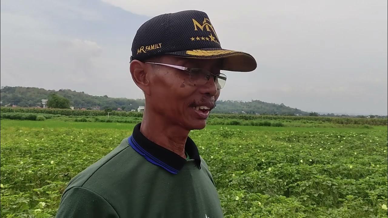 MERAUP CUAN DARI OKRA - YouTube