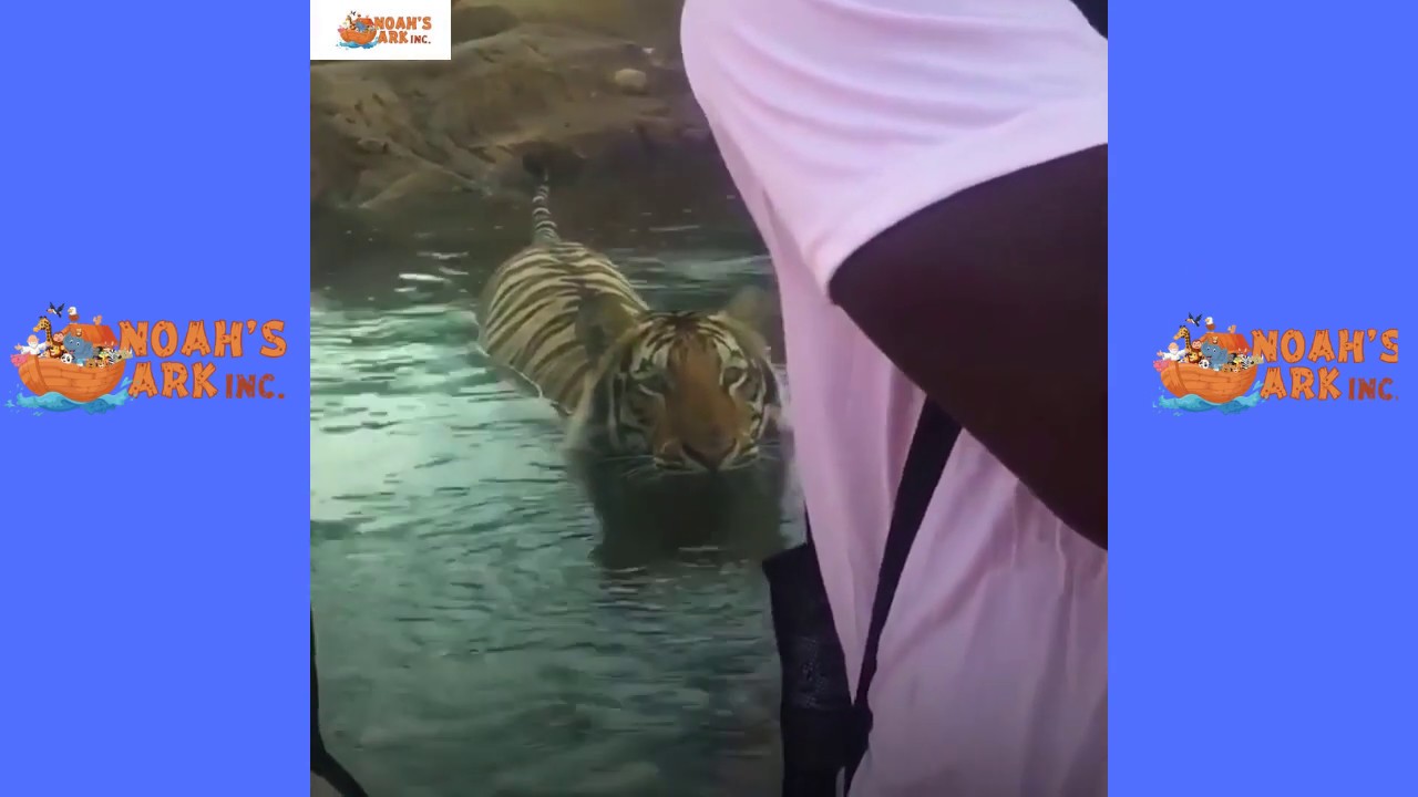 Tiger Stalking Man - YouTube