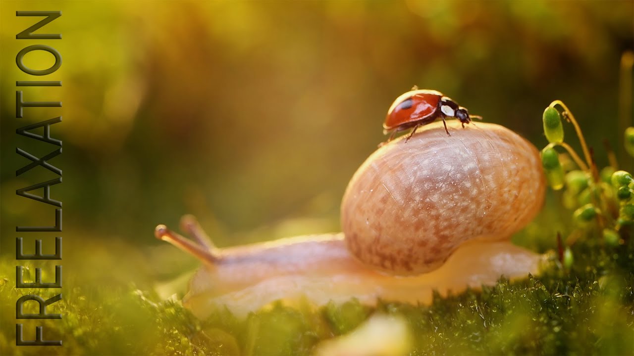 022 - FreeLaxation - Ladybug - Piano Relaxing Music + Forest sounds ...