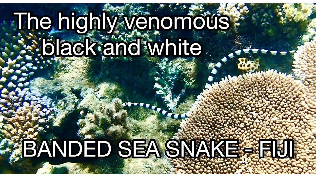 The highly venomous black and white BANDED SEA SNAKE - FIJI 2023 ...