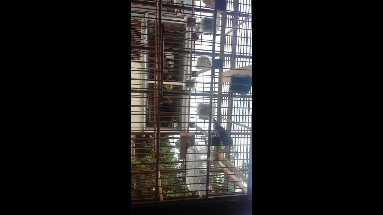 Coleiro macaco cantando - YouTube