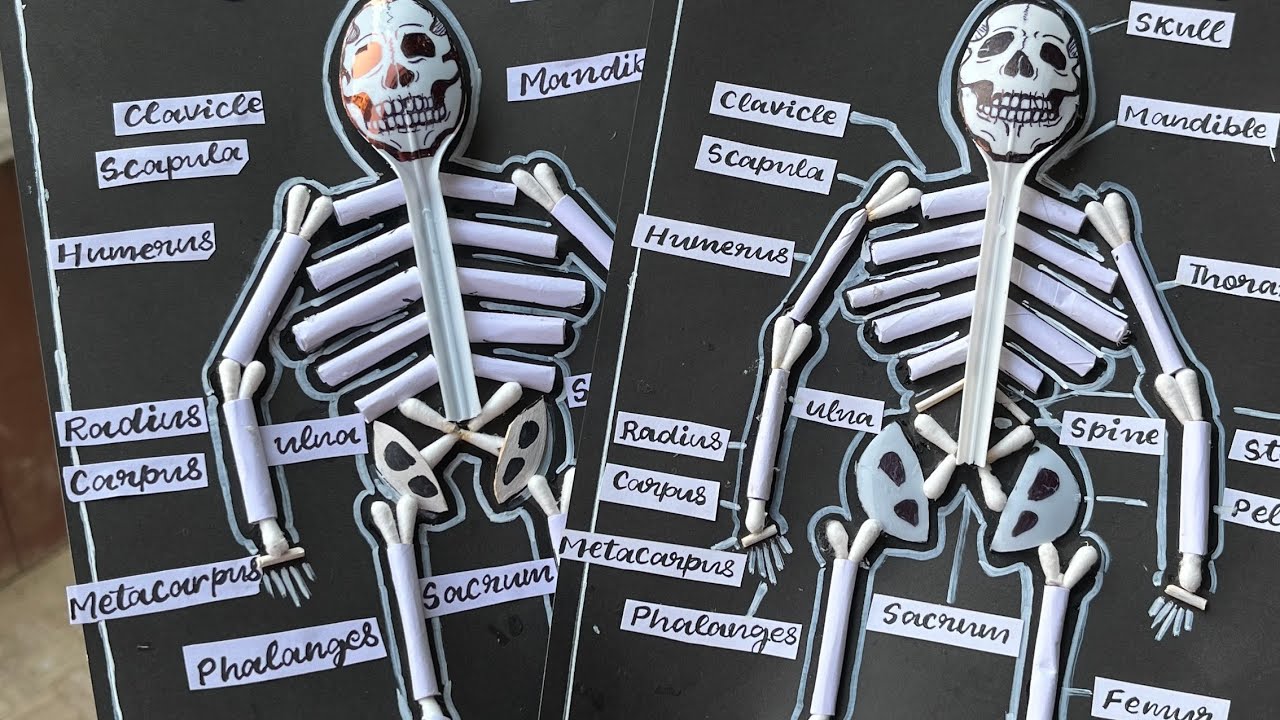 How to make Human Skeleton Model with the help of household items | DIY ...