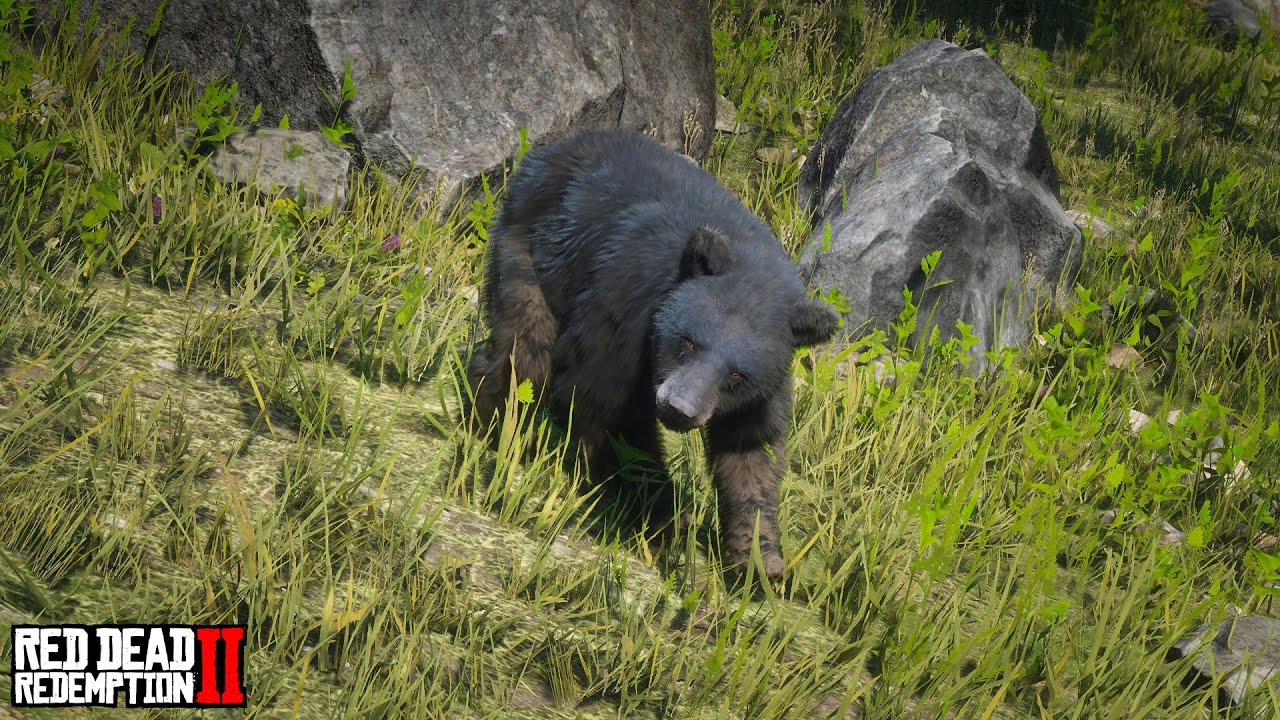 Black Bear Location #1 - Hanging Dog Ranch | RDR2 - YouTube