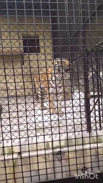 #shorts #zoo - YouTube