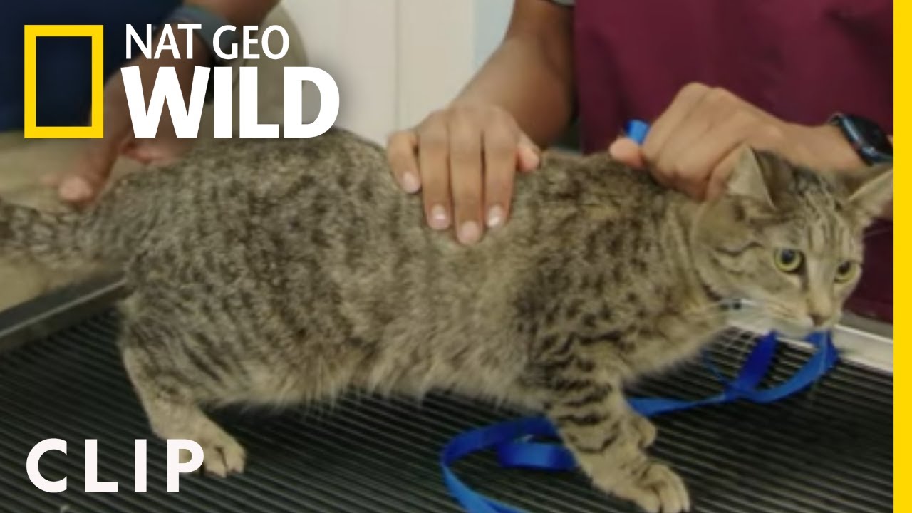 Amputating a Cat's Tail | Critter Fixers: Country Vets - YouTube