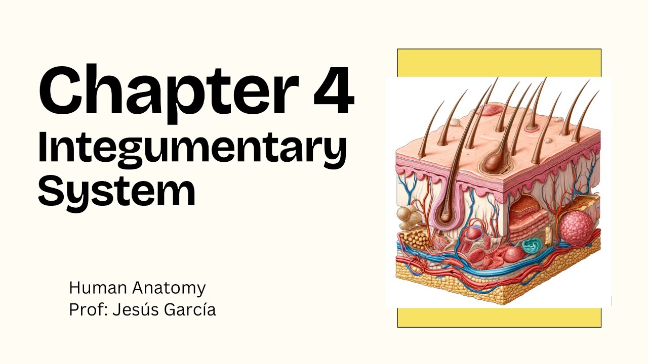 Chapter 4 - Integumentary System - YouTube