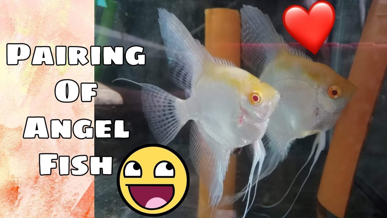 How to breed and pair of Angel fish? - YouTube